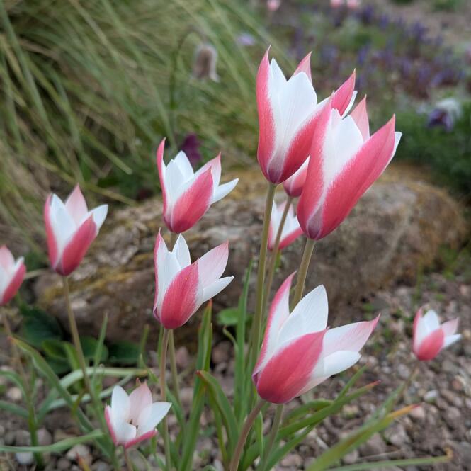 Tulip clusiana 'Peppermint Stick'