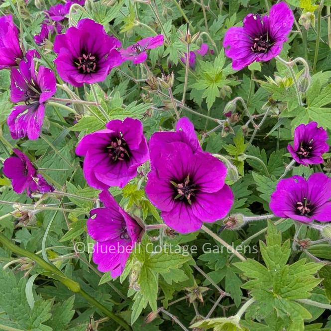 Geranium 'Anne Thomson'