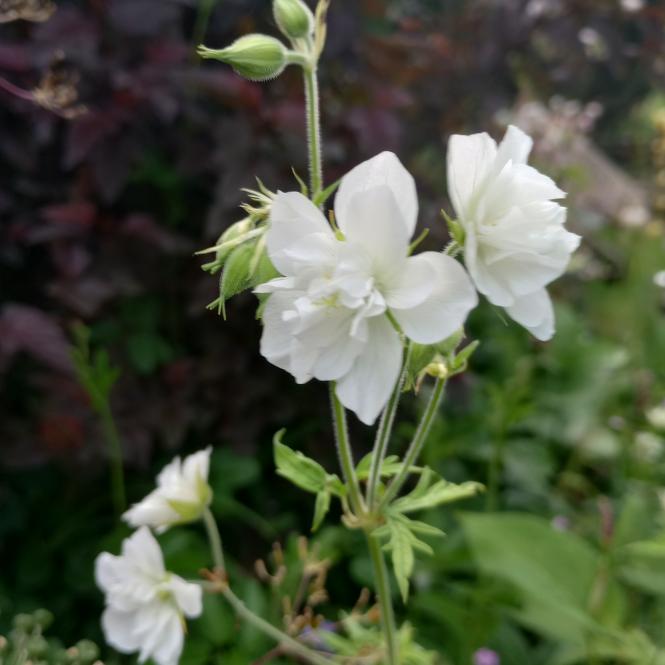 Geranium pratense f. albiflorum 'Laura' (PBR)