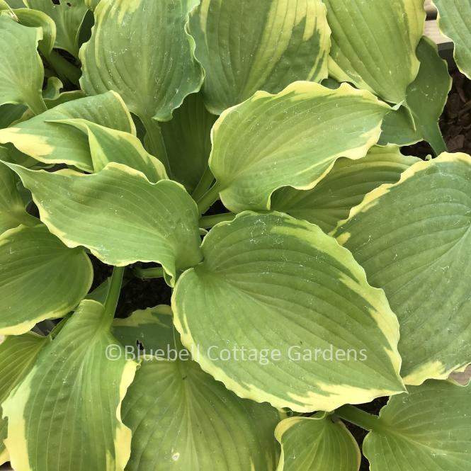 Hosta 'Spartacus'